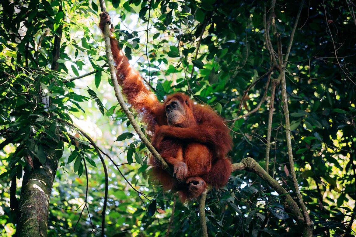 10x de hoogtepunten van onze reis op Sumatra, Indonesië - Karlijn Travels