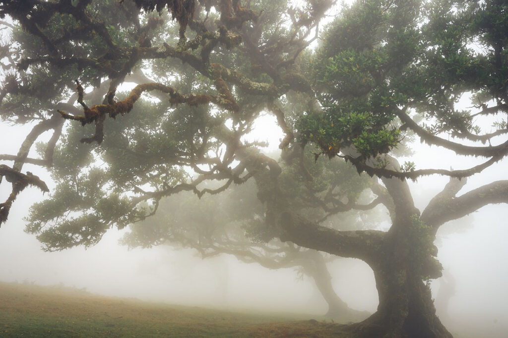 Het mystieke Fanal Forest op Madeira: tips en wandelingen - Karlijn Travels