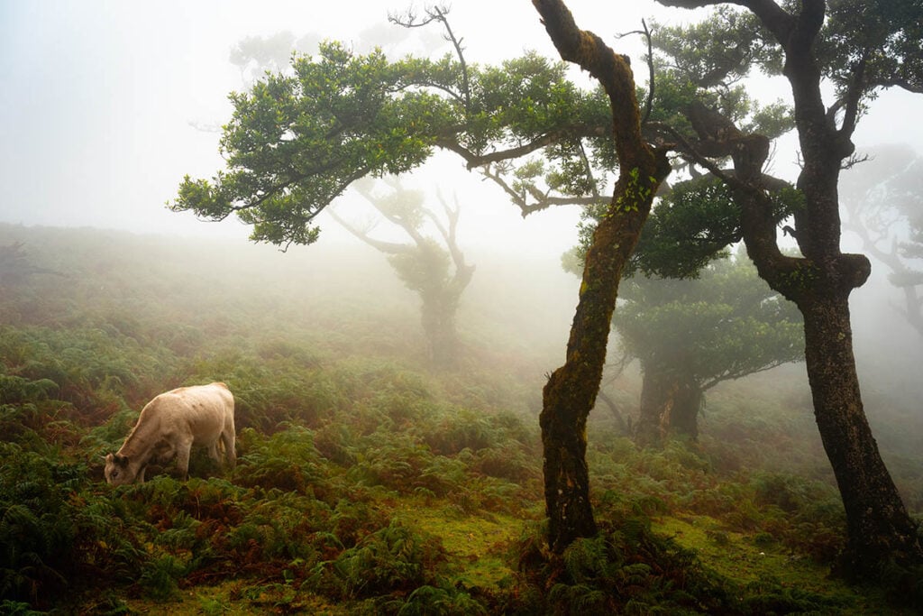 Het mystieke Fanal Forest op Madeira: tips en wandelingen - Karlijn Travels