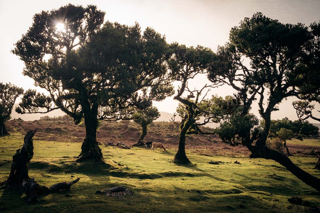 Het mystieke Fanal Forest op Madeira: tips en wandelingen - Karlijn Travels