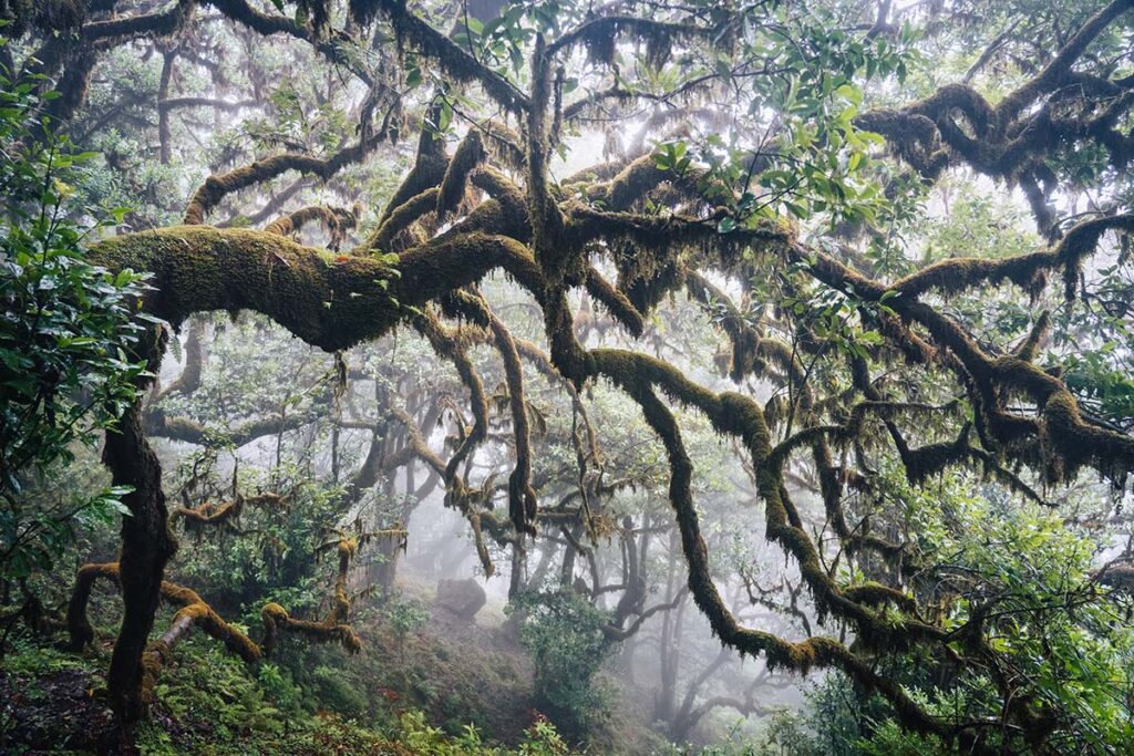 Het mystieke Fanal Forest op Madeira: tips en wandelingen - Karlijn Travels