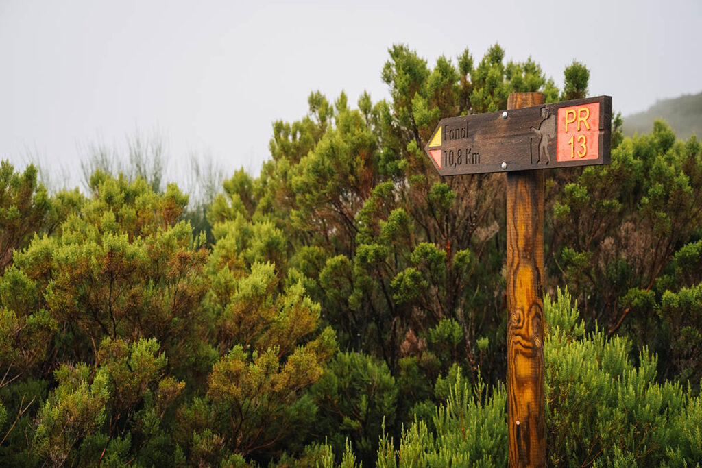 Het mystieke Fanal Forest op Madeira: tips en wandelingen - Karlijn Travels