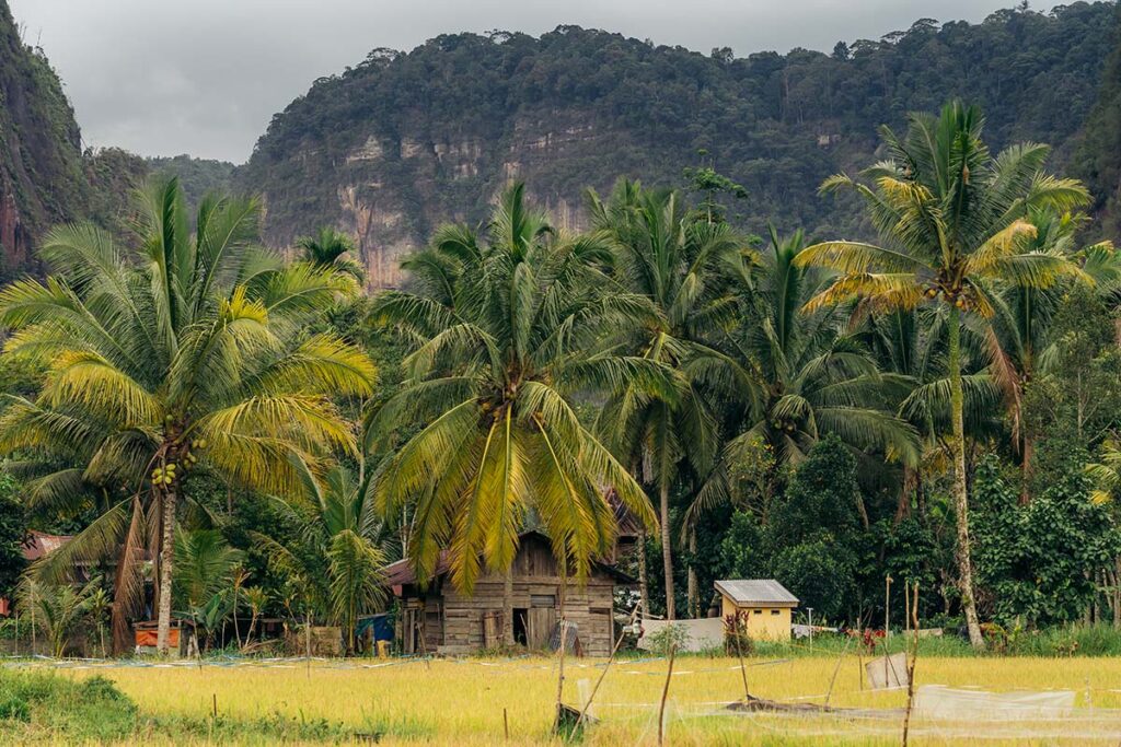 Tips Harau Vallei op Sumatra: van rijstveldenhikes tot eendenraces ...